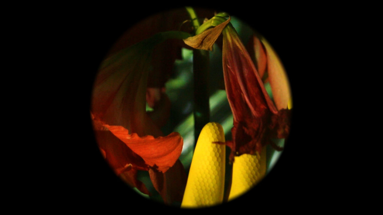 Rachel Guardiola, VEGA Project Bio-MYNE – Holocenter